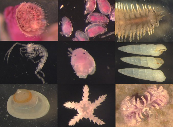 Assessment of Coastal Habitats in relation to Nutrient and/or Organic ...