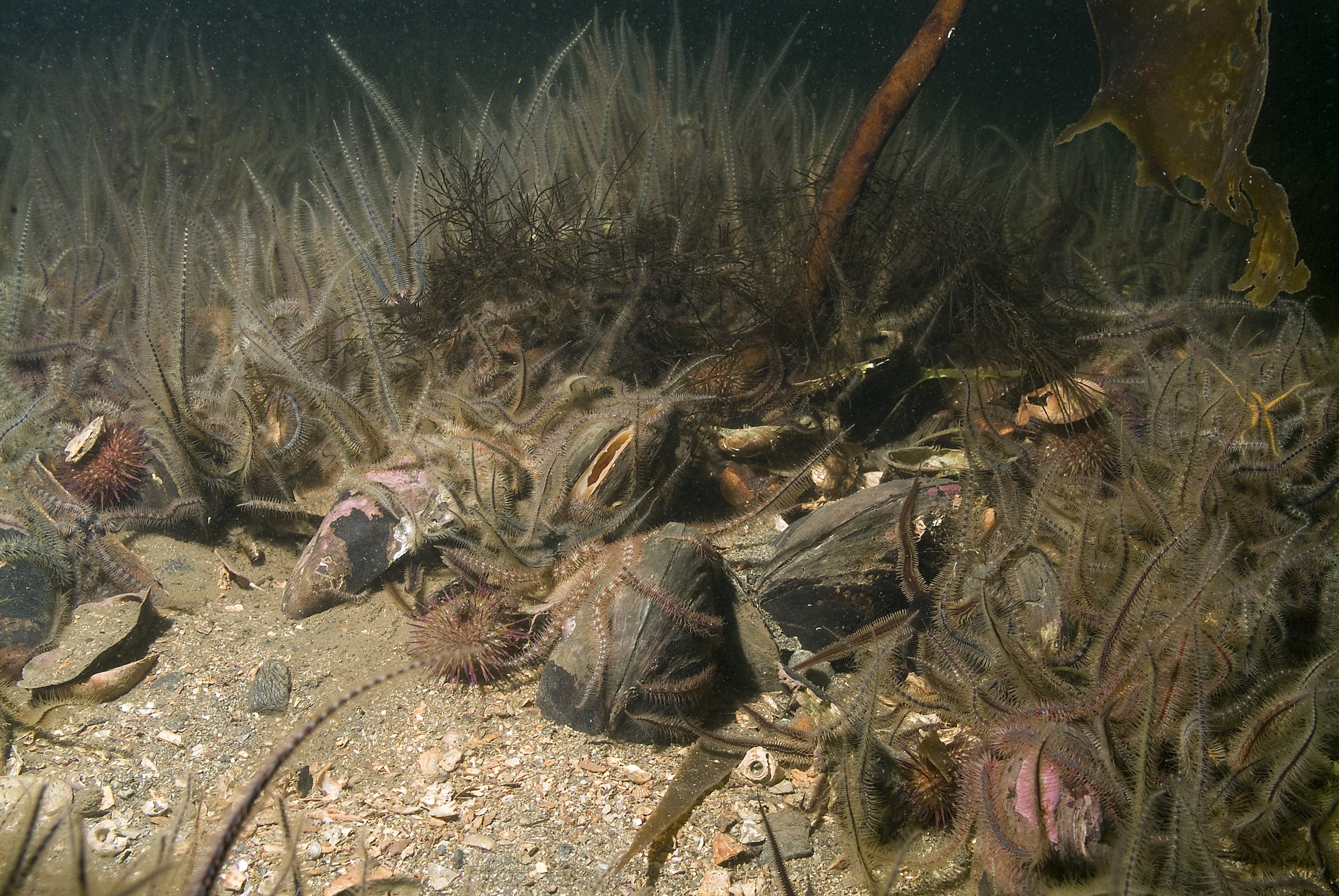 Condition of Benthic Habitat Communities: The Common Conceptual Approach